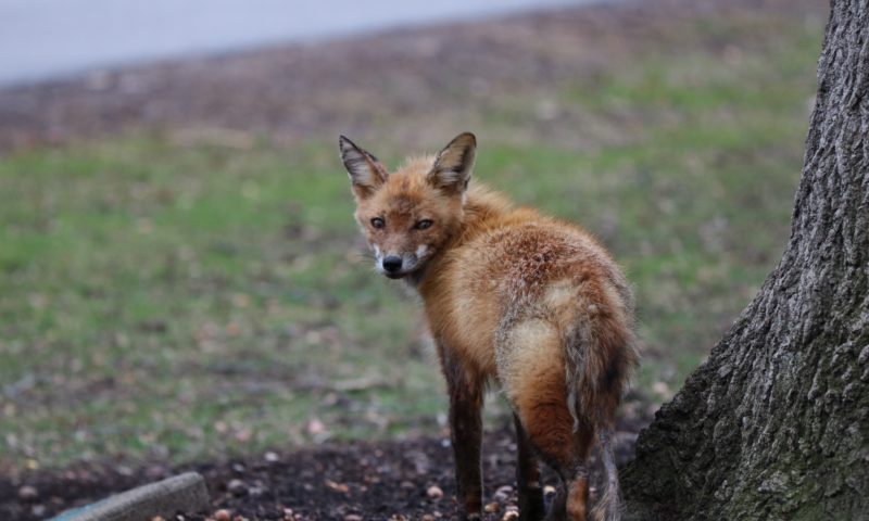 Quad Fox, winner of 387 SA votes, to be treated and released into wild ...