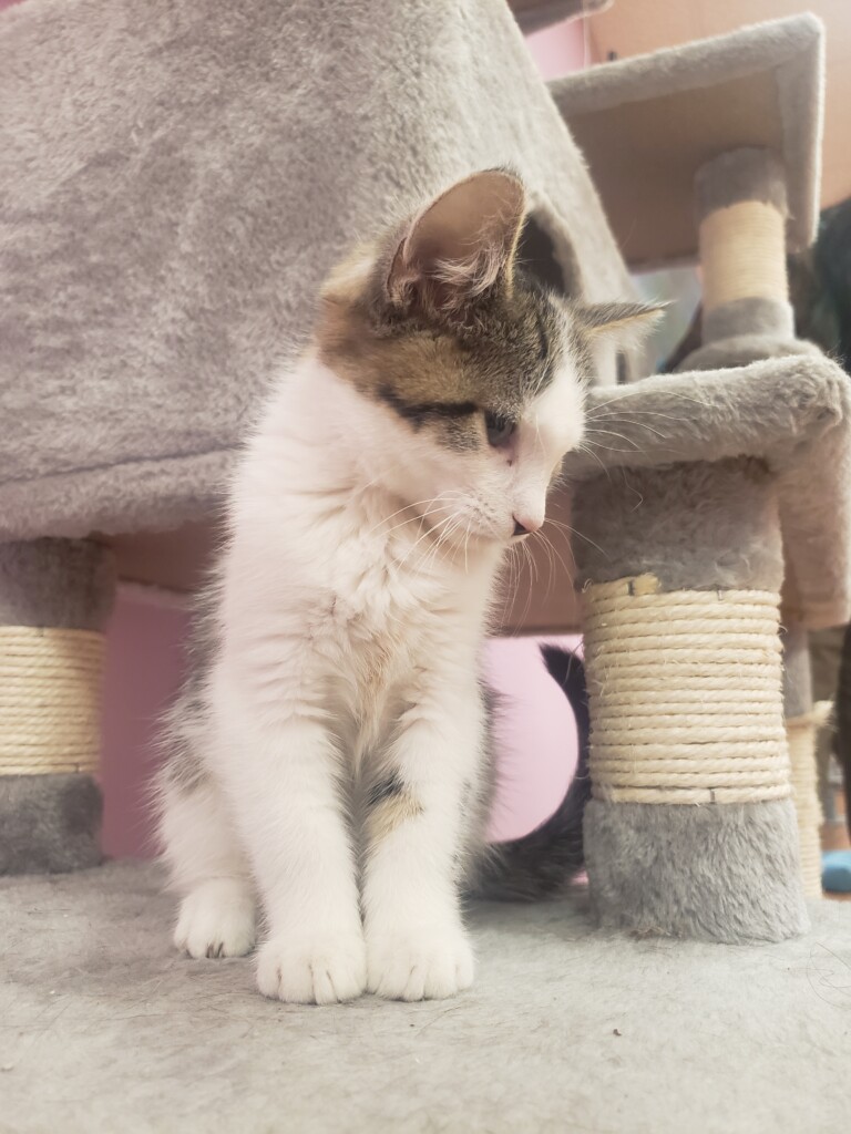 The Pawsitive Cafe, downtown Rochester’s first cat cafe - Campus Times