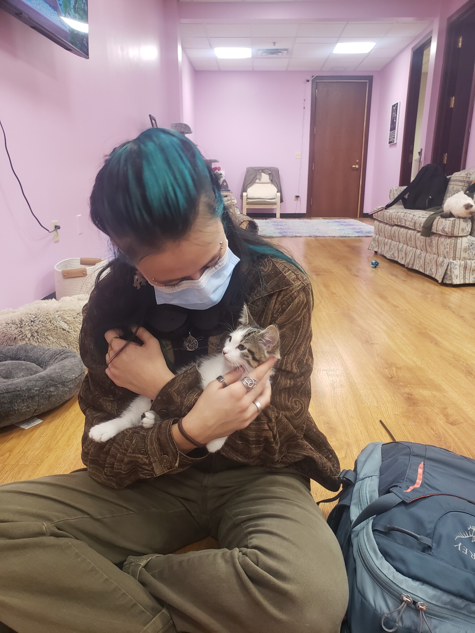 The Pawsitive Cafe, downtown Rochester’s first cat cafe - Campus Times