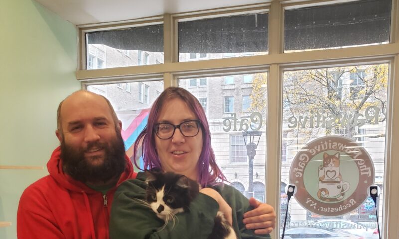 The Pawsitive Cafe, downtown Rochester’s first cat cafe - Campus Times