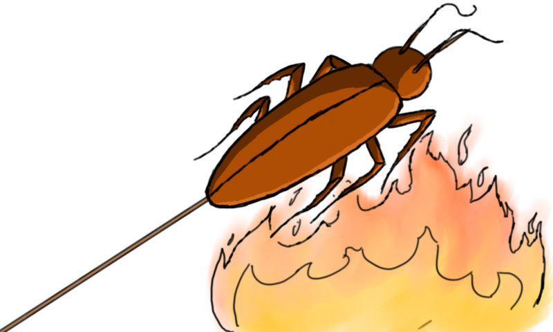 Roachester’s new delicacy - Campus Times