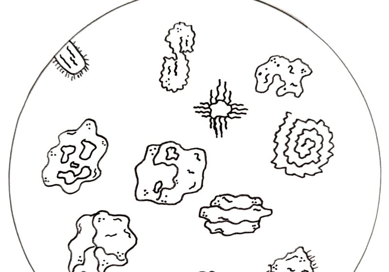 Lorde’s “Ribs” is a misunderstood masterpiece - Campus Times